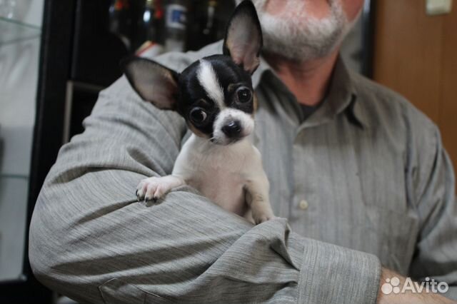 Чихуашки-очаровашки