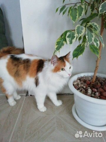 Дарю чудесную трех цветную кошечку