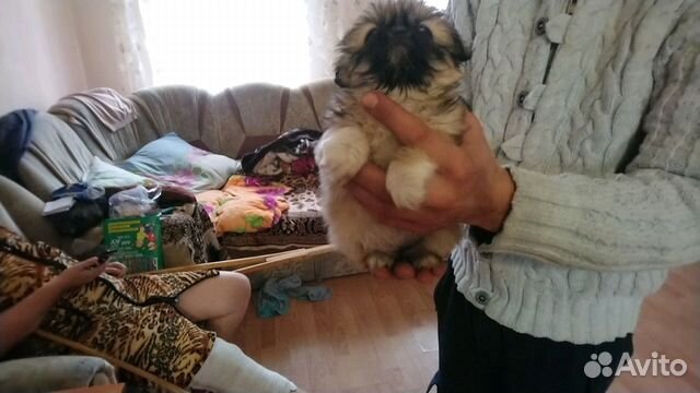 Брюссельский гриффон