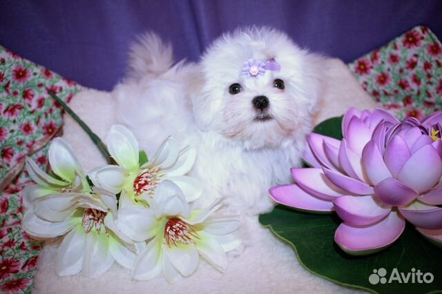 Прелестный кукольный мальчик мальтезе 2,5 мес