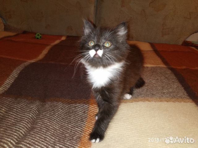 Очаровательный котёнок