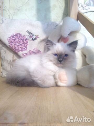 Котята рэгдолл (регдол, регдолл, тряпичная кукла)