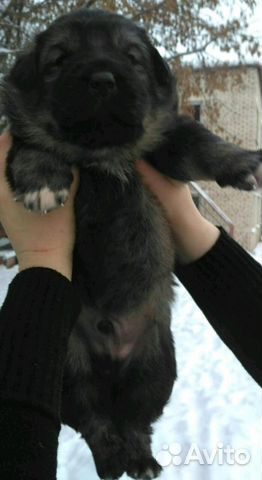 Щенок мальчик 1мес средней породы в дар