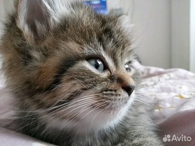 Котёнка в добрые руки