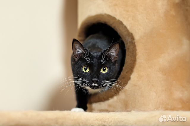 Кошечка Сабрина