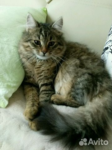 Сибирская кошечка