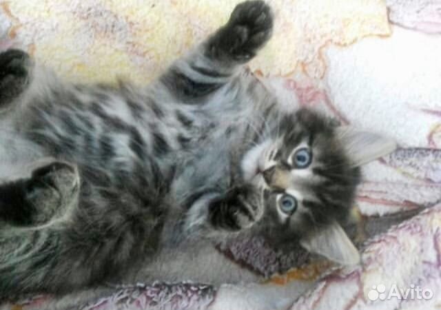 Котёнок ласковый в добрые руки