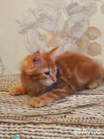 Котенок мейн-кун мальчик 2 мес