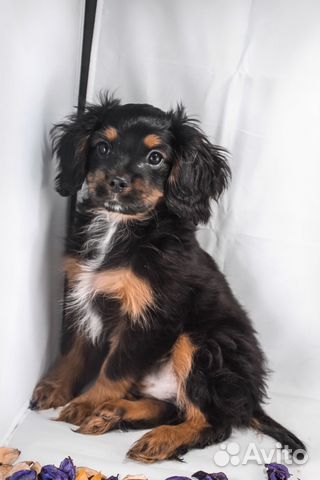 Кавалер кинг чарльз - кокер спаниель