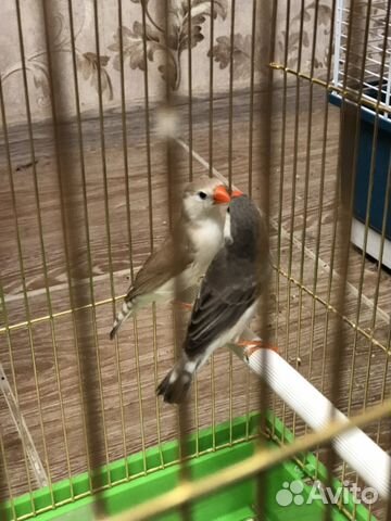 Зебровые амадины