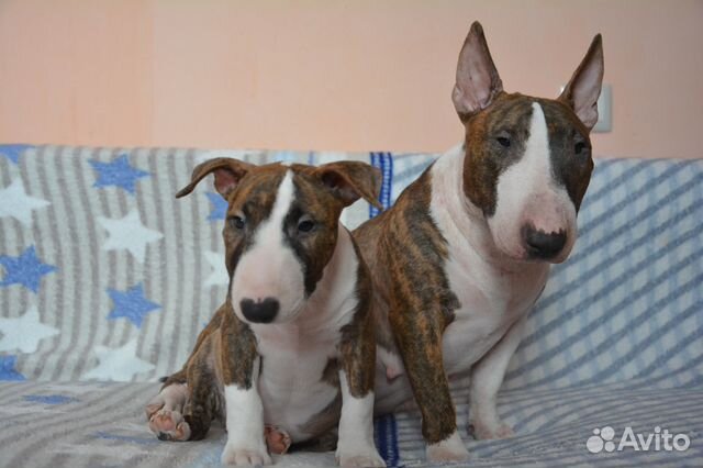 Miniature Bull Terrier (девочка)