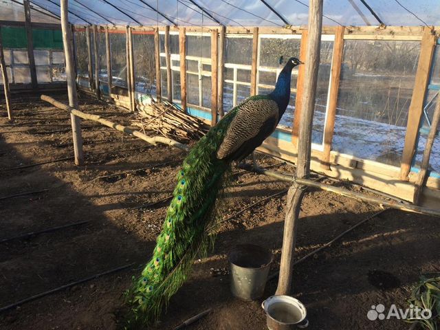 Павлин индийский синий