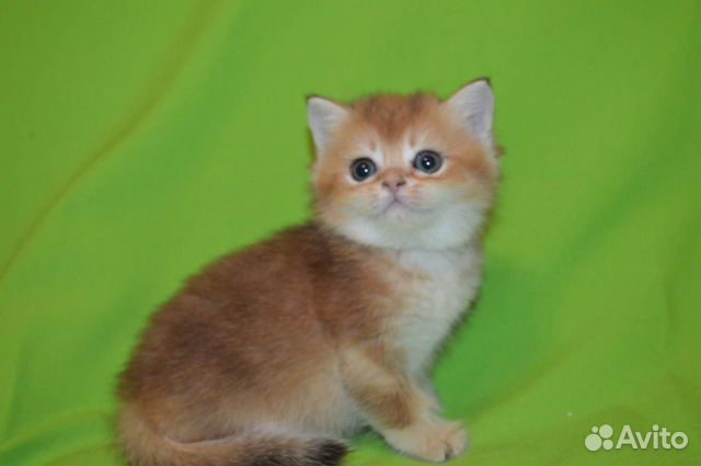 Котик-золотой животик