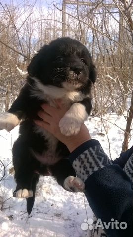 Ищет дом