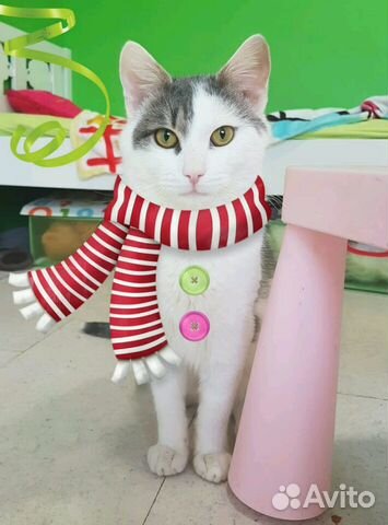 Кот