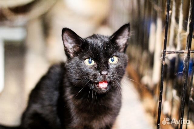 В добрые руки