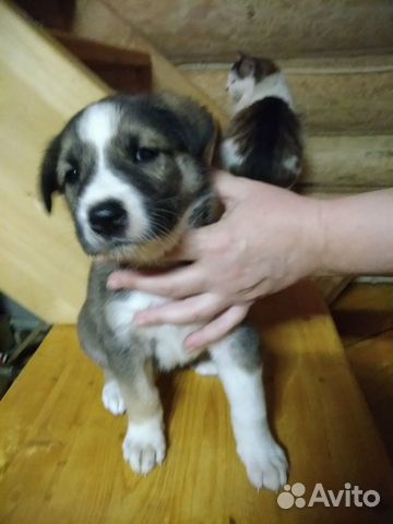 Малышкам нужен дом