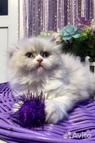 Шотландская малышка