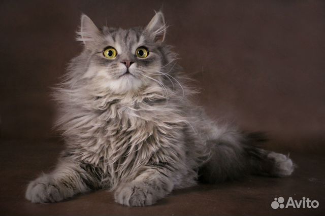 Удивительный Пуш в дар. Котенок 7 мес