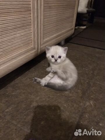 Котята