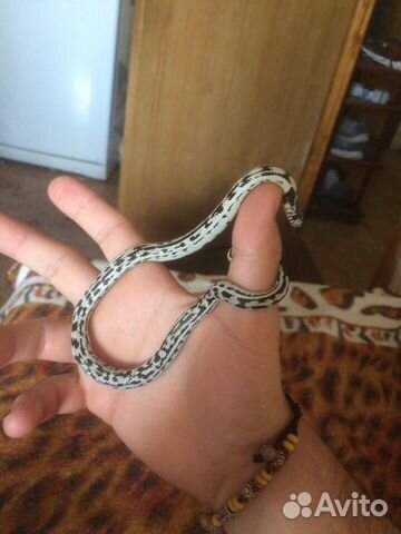 Королевская калифорнийская змея