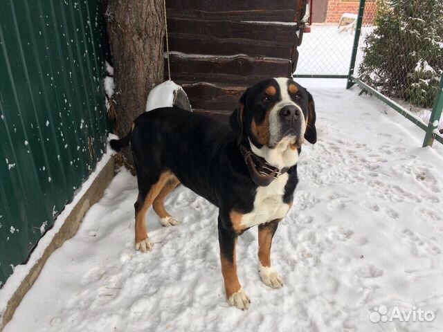 Потерялся бернский зененхунд