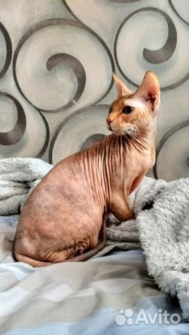 Канадский сфинкс кошка
