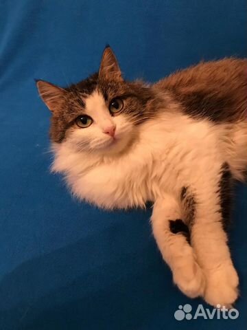 Очаровательная кошечка Стелла в добрые руки