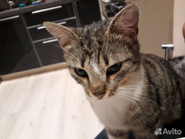 Кошка 8-9 месяцев