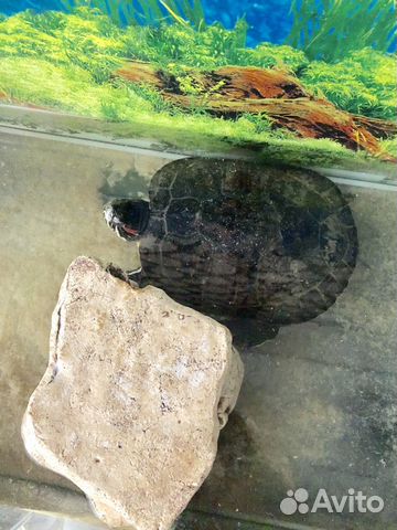 Отдам черепах