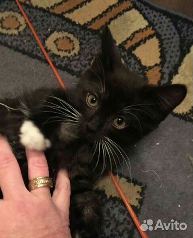 Маленький энерджайзер ищет дом