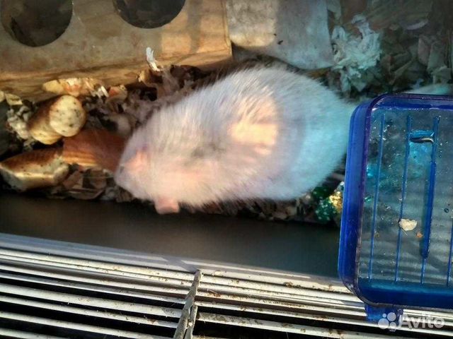 Белая крыса