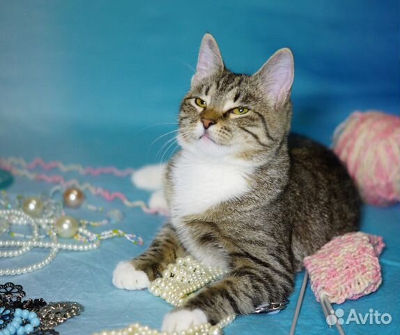 Красотка кошечка 5 мес - ласковая Мусильда
