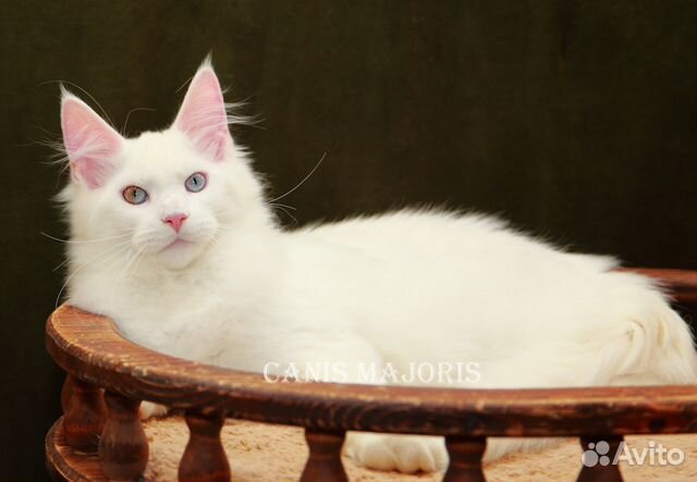 Разноглазый мальчишка