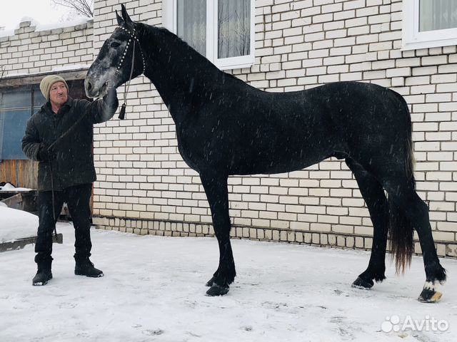 Крупный Орловский рысак