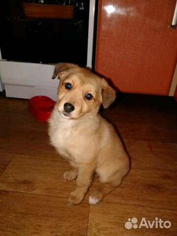 Отдам в хорошие руки