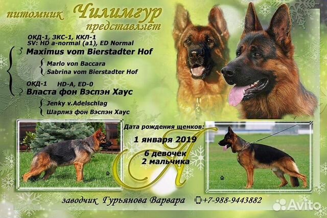 Немецкая овчарка