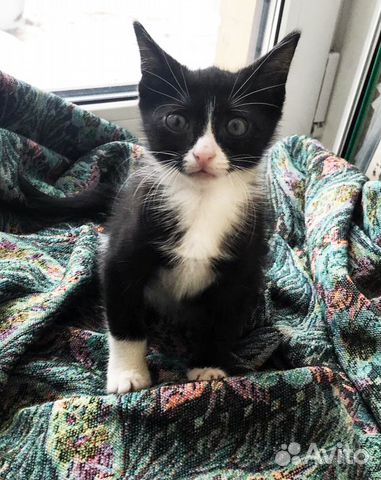 Котенок 2 месяца