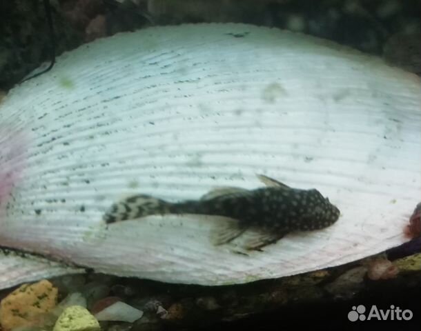 Сом анцитрус (присоска) серый в крапинку