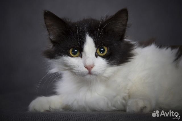 В добрые руки