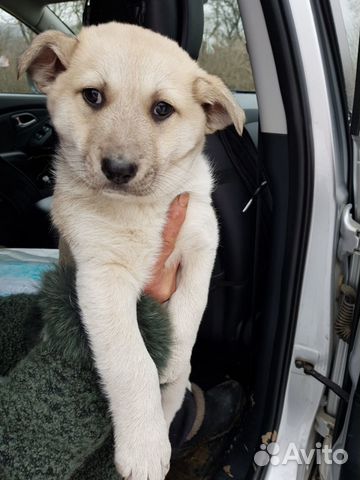 Щенок-мальчик