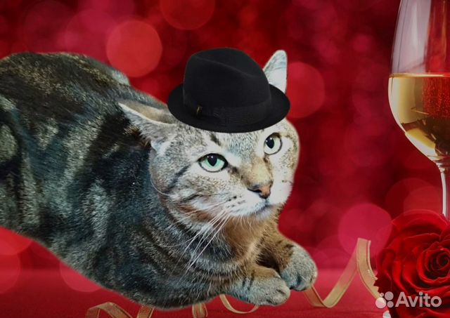 Британец,домашний кот Мачо, 2г+,кастрирован. приют