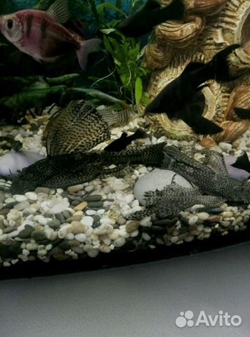 Анциструс вуалевый