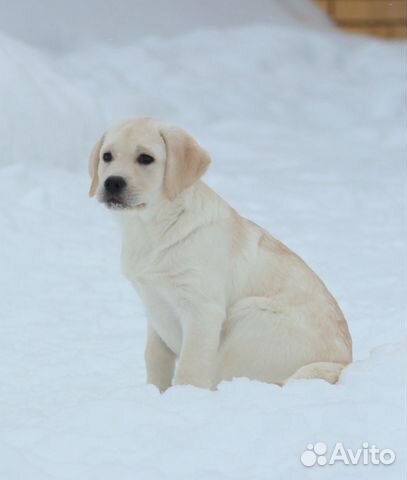 Щенок лабрадора, девочка, лучшая сука помета