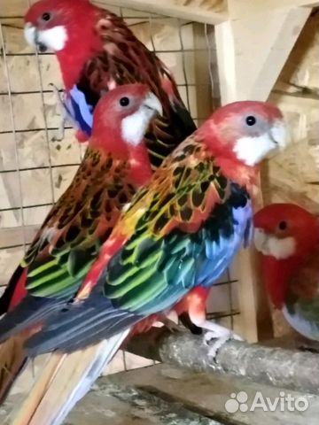 Попугаи розелла, какарики и другие