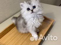 Британский малыш