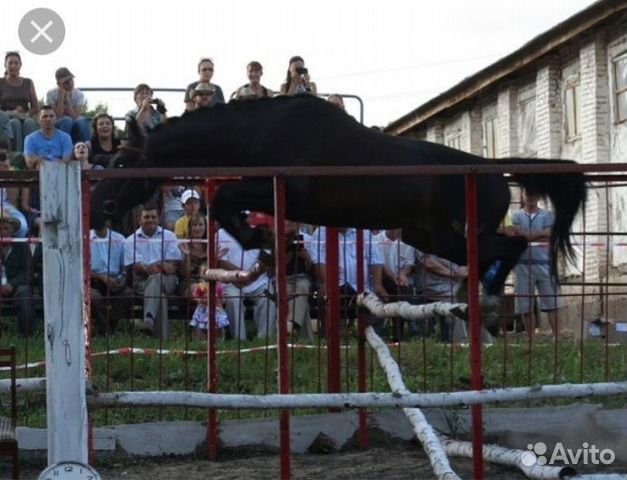 Тракененская кобыла