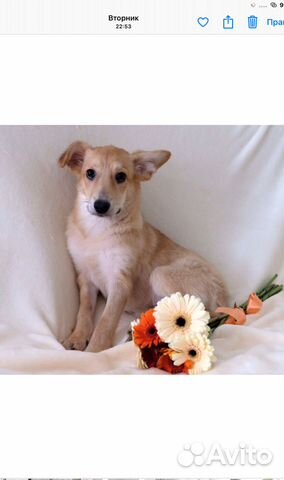 Щенки Персик и Золото дар в добрые руки на счастье