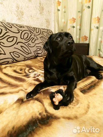 Лабрадор девочка ищет кавалера