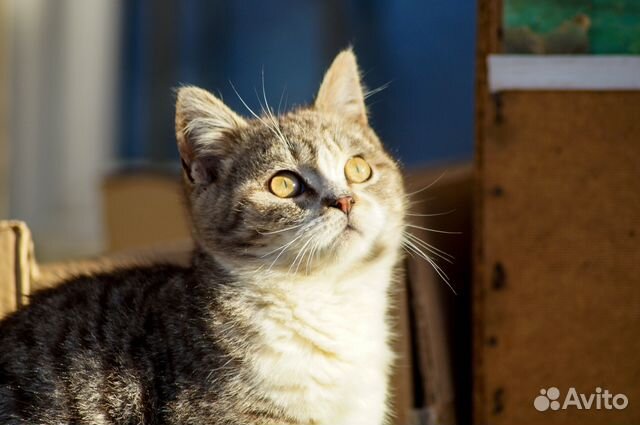 Сладкий муркотун ищет надежные руки